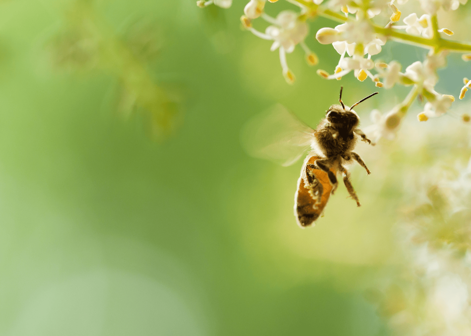 Wood. Finished - FIDDES