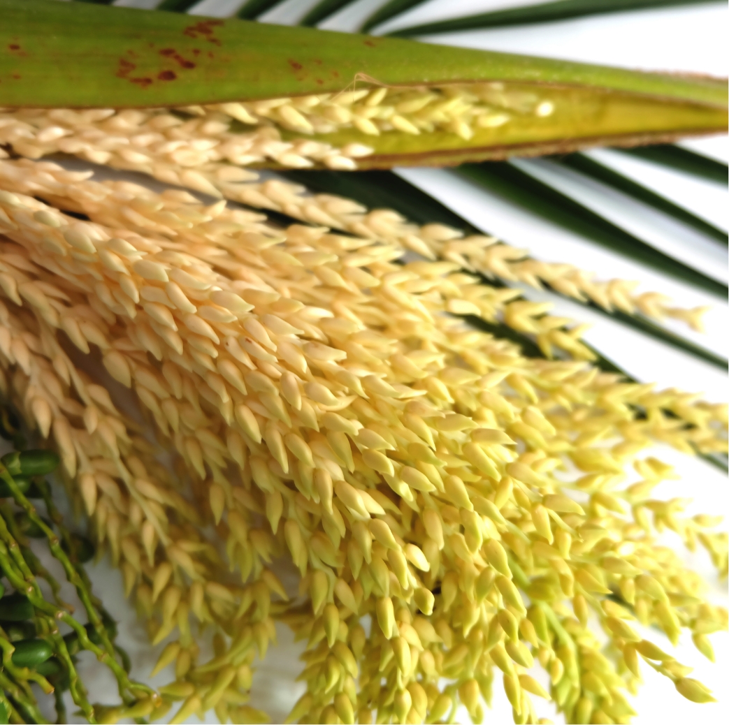 CARNAUBA PALM - FIDDES